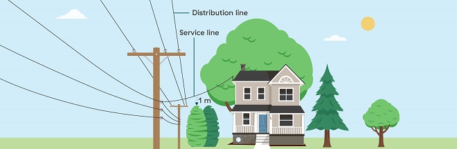 Trees and plants on your property