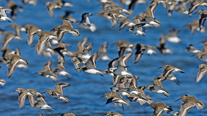 Ideas big and small help protect birds, snails, bats, and sturgeon